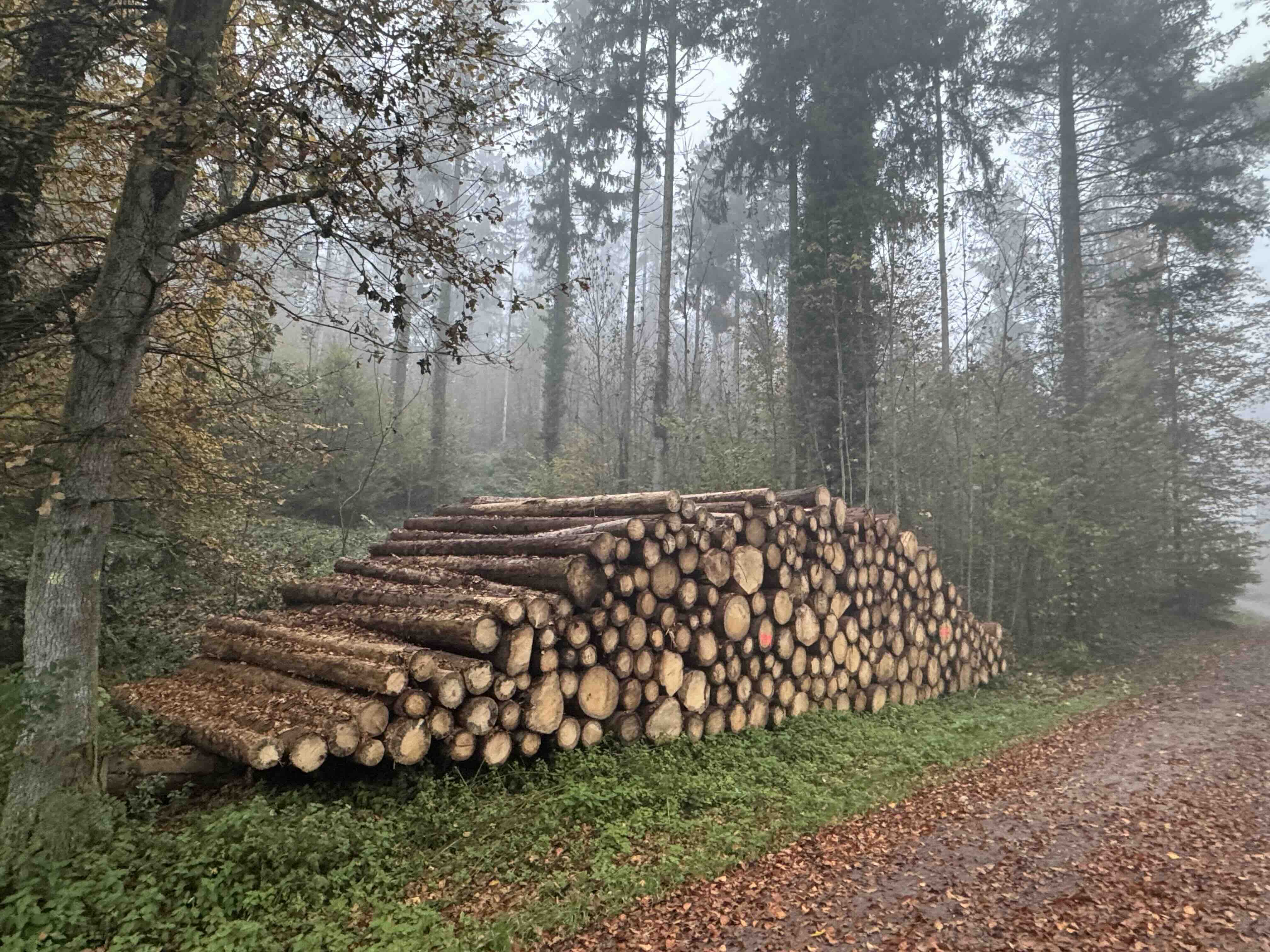 Publications - Daichi Kusumoto